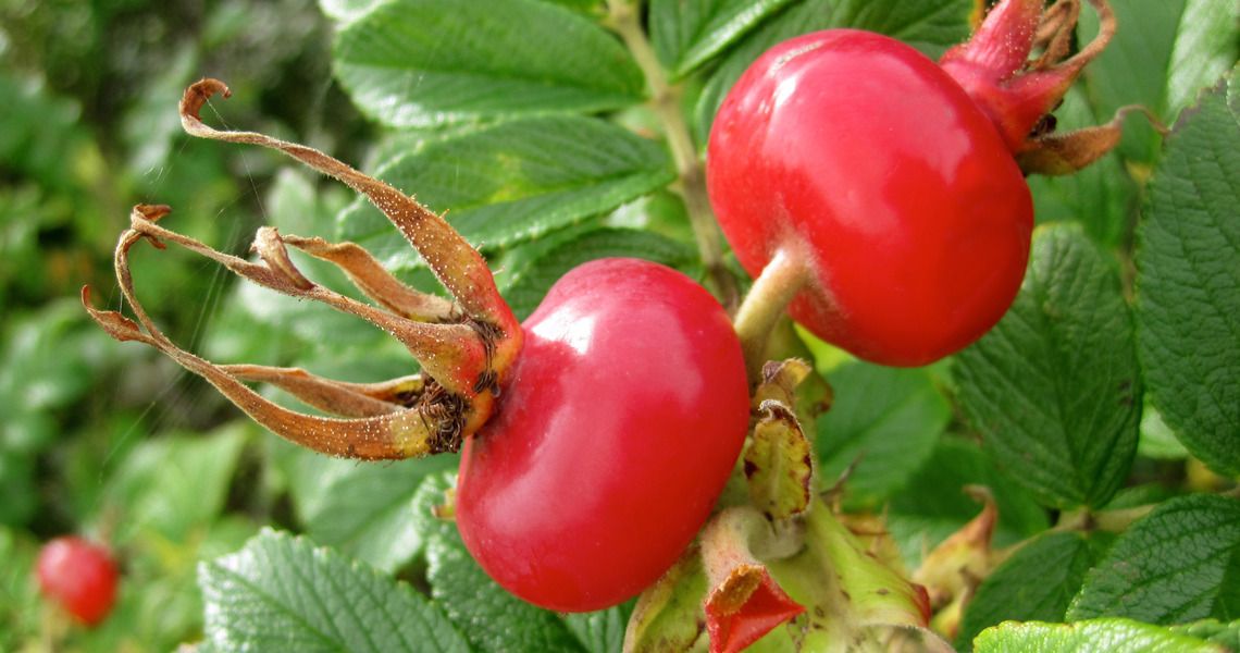 Hyben - alt om det spændende bær | Læs alt om hyben hos Med24.dk